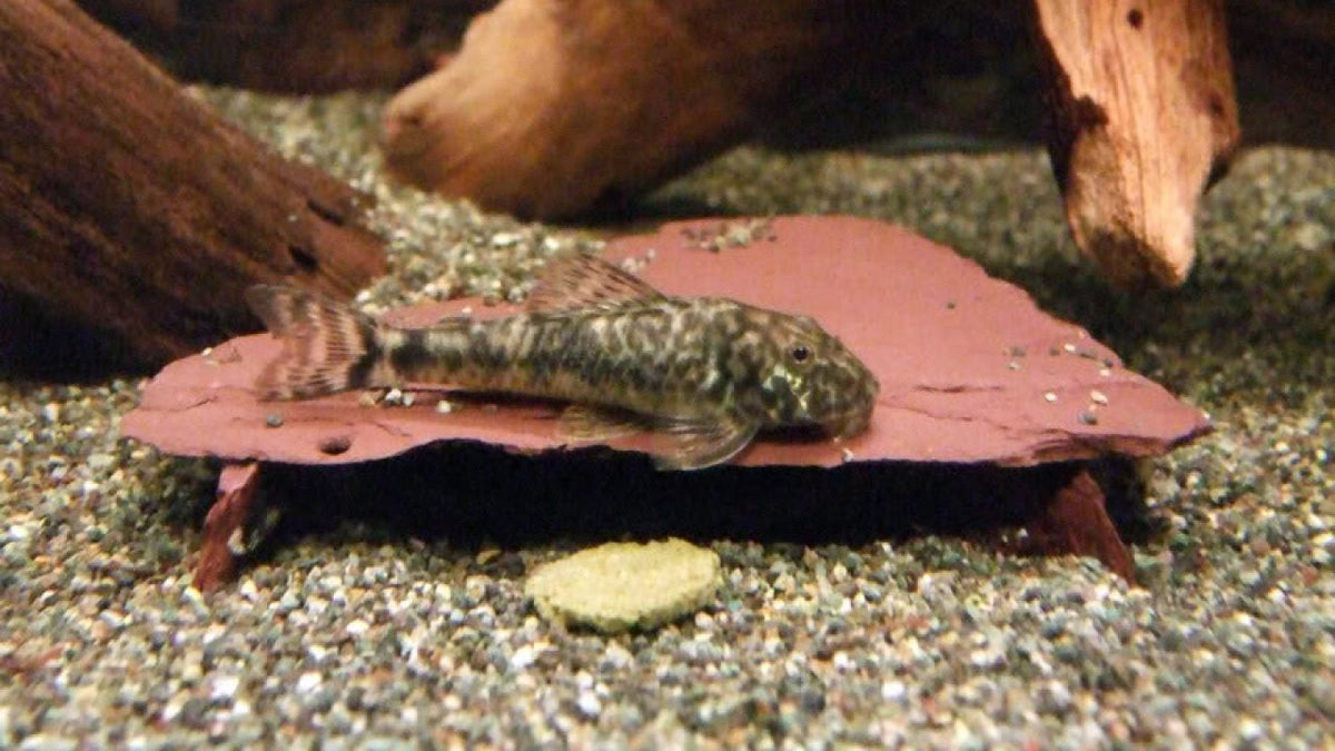 Pitbull Pleco 10 Types Of Plecos That Stay Small (With Info