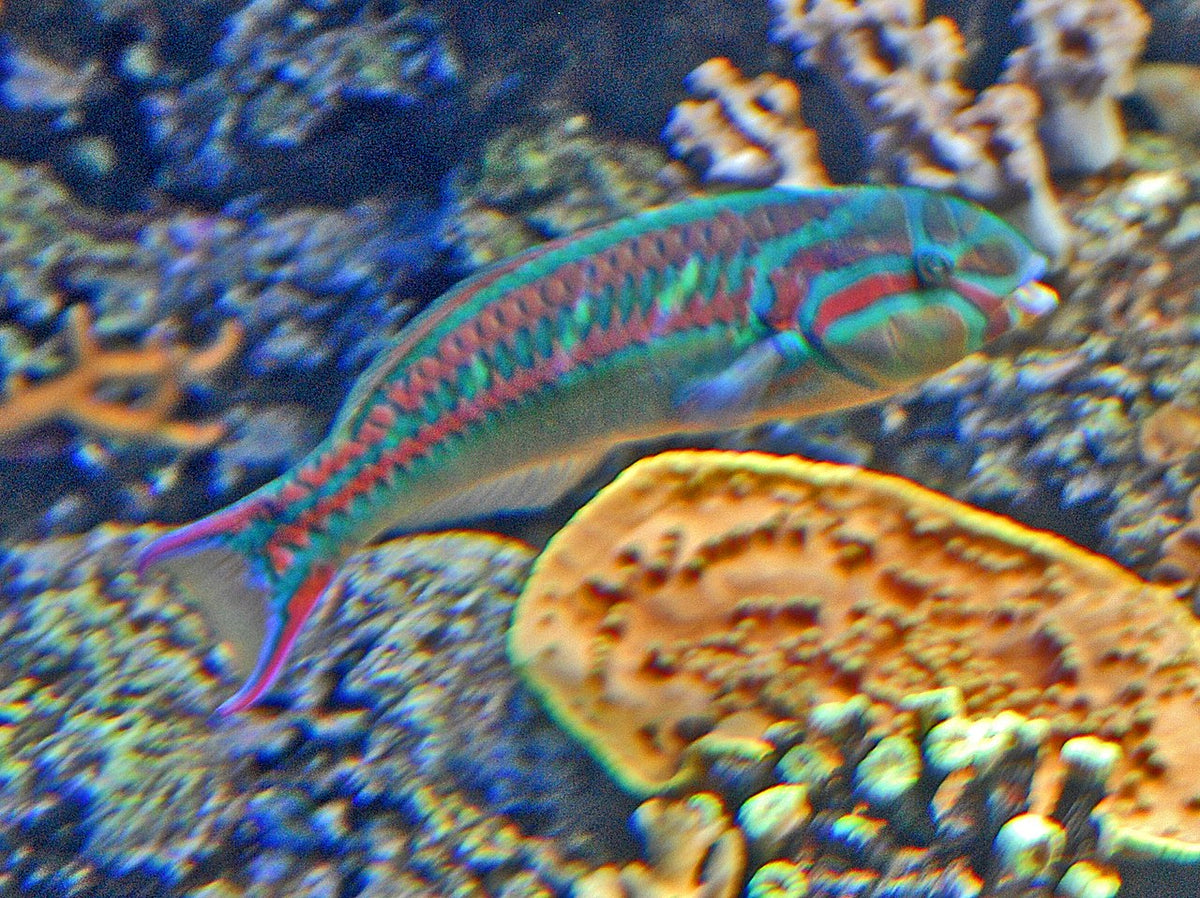 Glorious Wrasse – PASS Aquatics & Reptiles