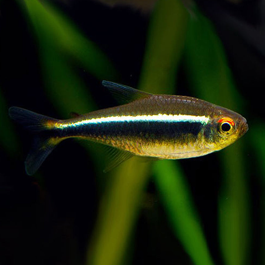 Yellow Neon Tetra