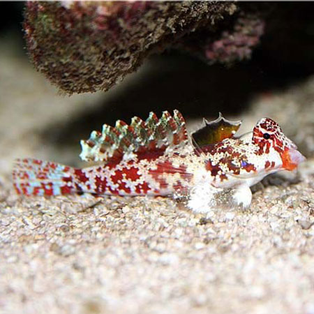 Scooter Blenny