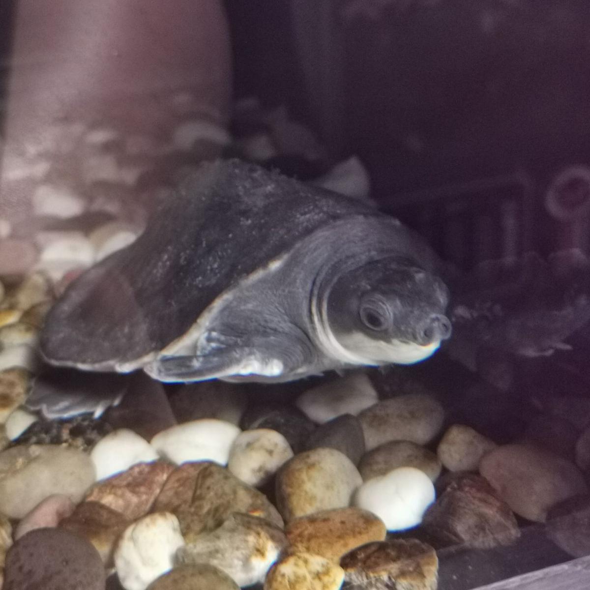 Fly River Turtle CB19 – PASS Aquatics & Reptiles