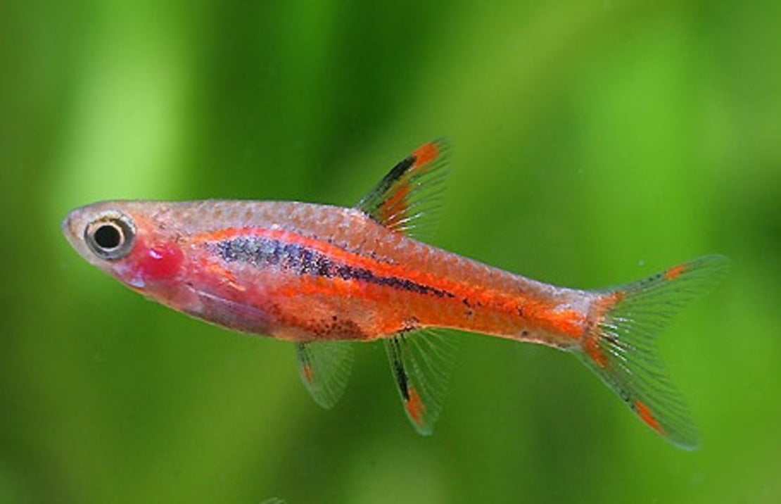 Chilli Rasbora – PASS Aquatics & Reptiles