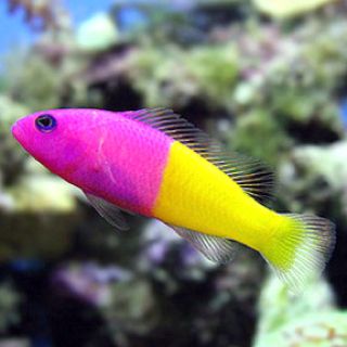False Gramma – PASS Aquatics & Reptiles