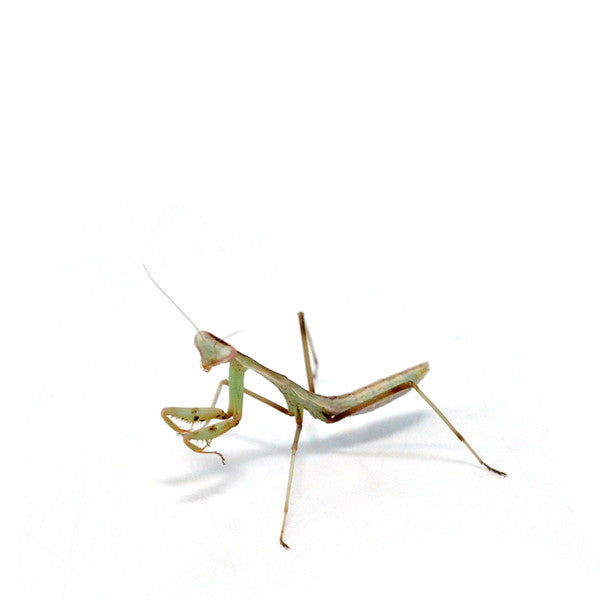 Harabiro Mantis – PASS Aquatics & Reptiles