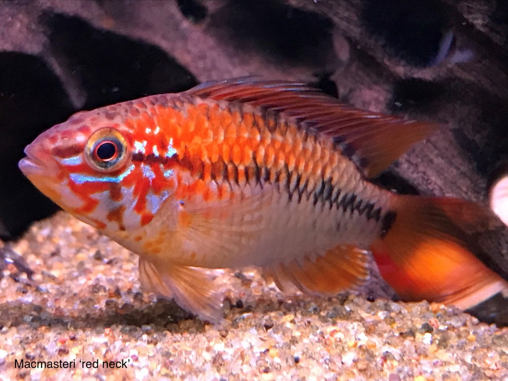 Apistogramma Macmasteri Red Pair – PASS Aquatics & Reptiles
