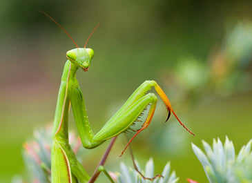 African Giant Mantis CB – PASS Aquatics & Reptiles