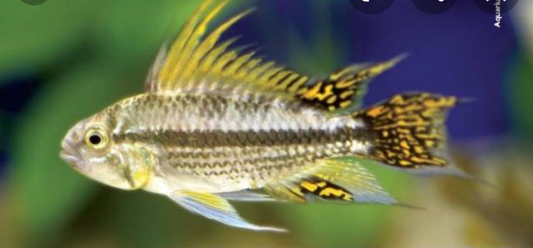 Apistogramma Cacatoides Sunset – PASS Aquatics & Reptiles