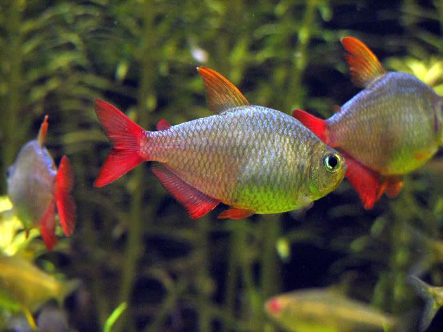 Columbian Red Fin Tetra – PASS Aquatics & Reptiles