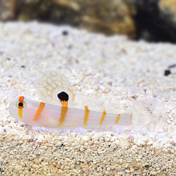 Tangerine Line Goby – PASS Aquatics & Reptiles