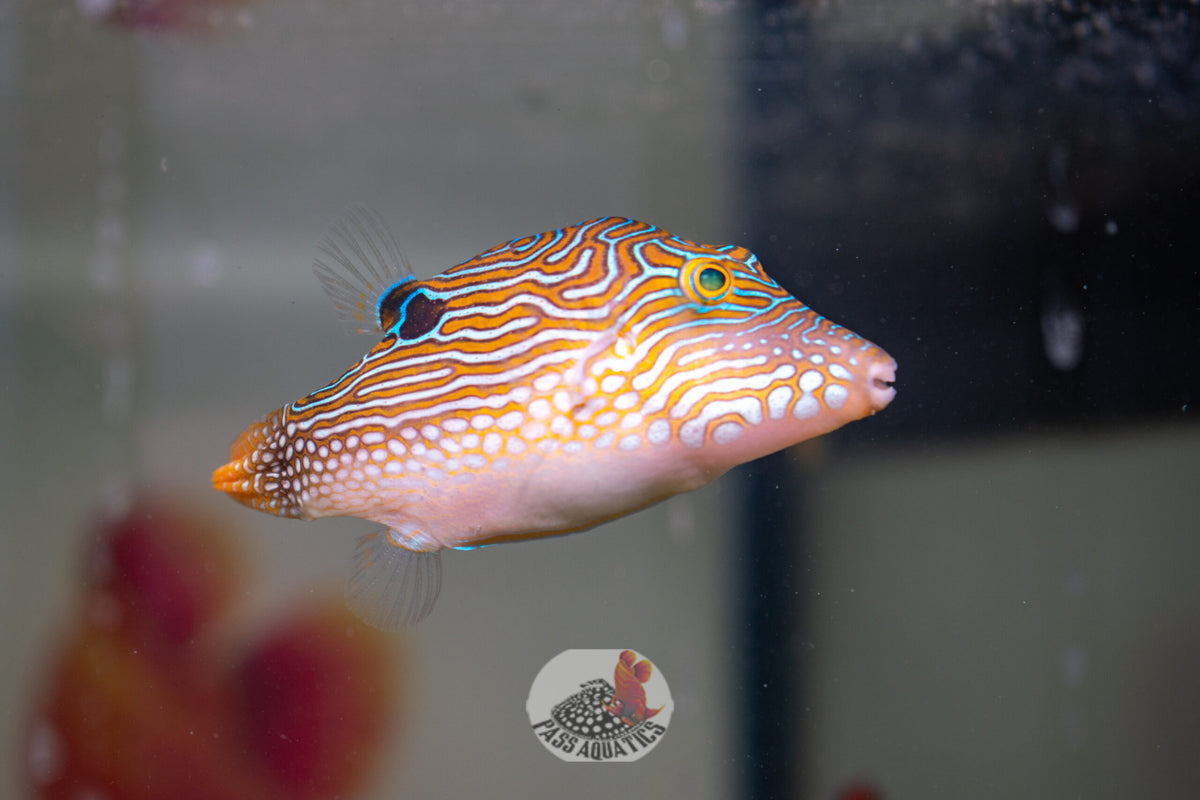 Jewel Puffer – PASS Aquatics & Reptiles