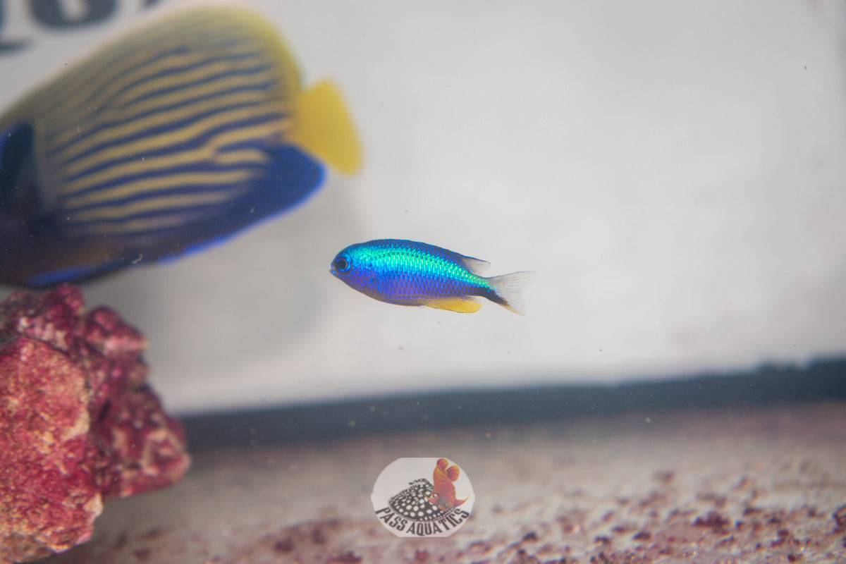 Blue Star Damsel – PASS Aquatics & Reptiles