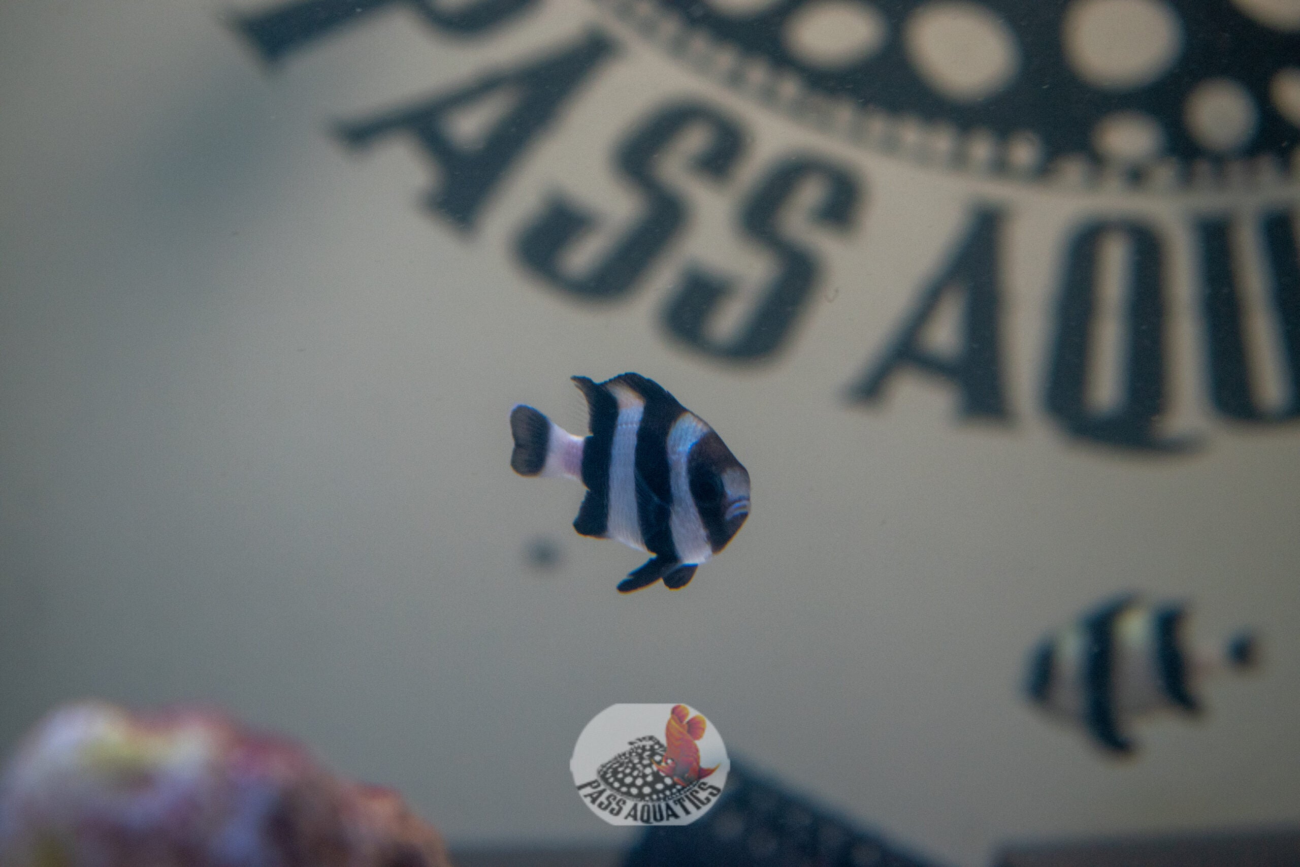 Black Tailed Humbug