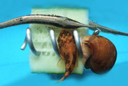 Optifish Srewcumber Feeder – PASS Aquatics & Reptiles